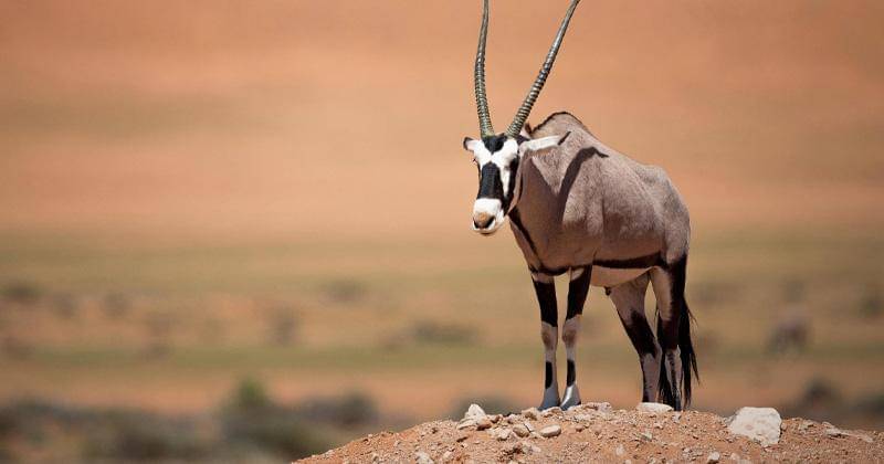 20 Nama-Nama Hewan dari Huruf O | Popmama.com