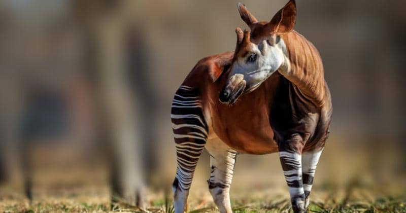 20 Nama-Nama Hewan dari Huruf O | Popmama.com