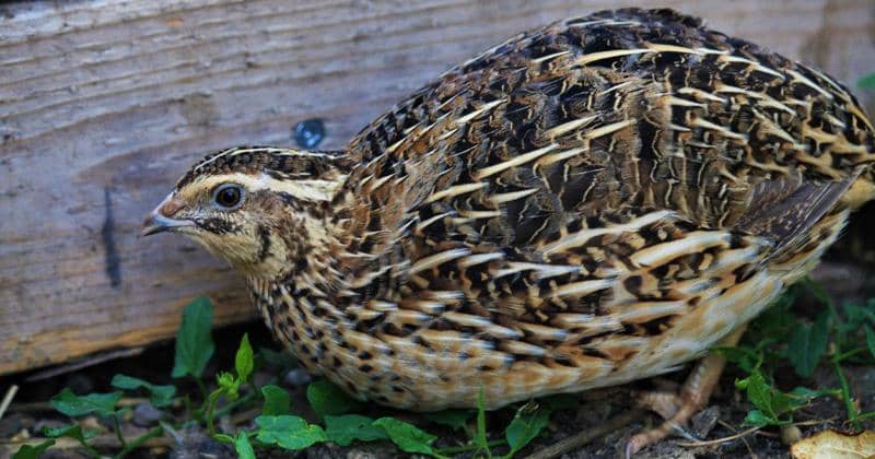 10 Nama-Nama Hewan dari Huruf Q, Unik | Popmama.com