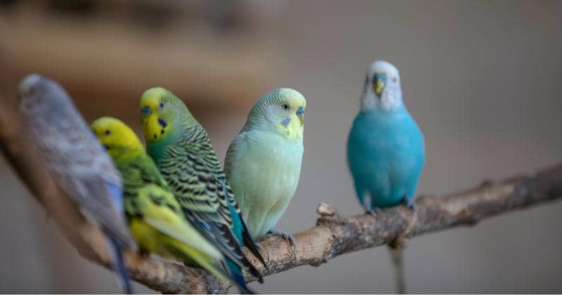 6 Fakta Burung Lovebird, Setia dan Berumur Panjang | Popmama.com