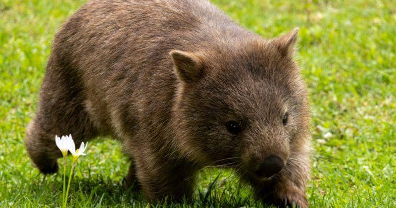 15 Nama-Nama Hewan dari Huruf W, Ada yang Terancam Punah! | Popmama.com