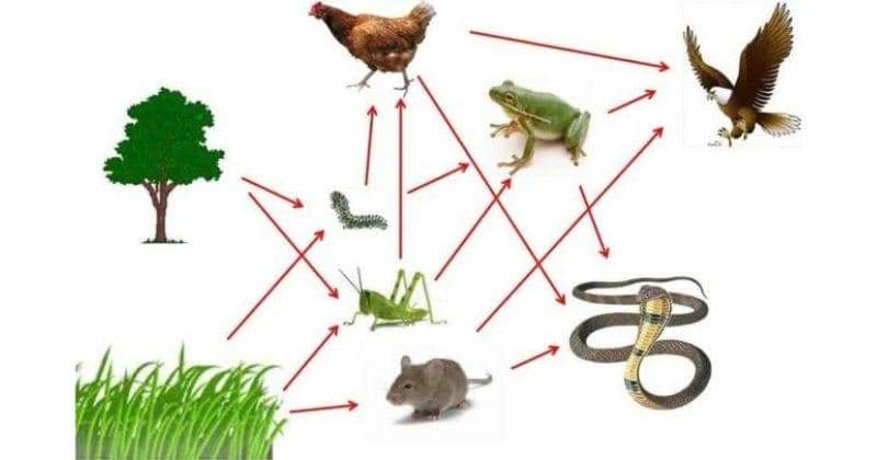 Pengertian Jaring-jaring Makanan, Materi Kelas 5 SD | Popmama.com
