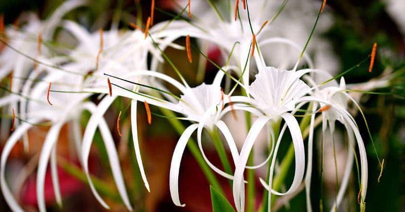 10 Bunga Beraroma Wangi untuk Pengharum Ruangan | Popmama.com