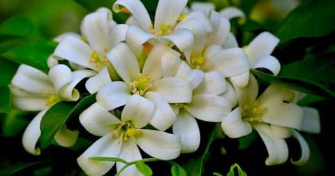 10 Bunga Beraroma Wangi untuk Pengharum Ruangan | Popmama.com