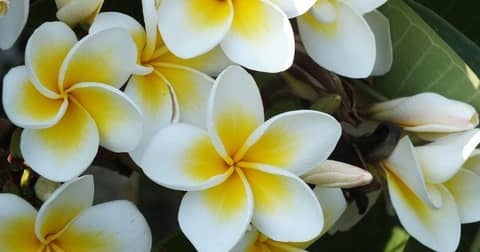 10 Bunga Beraroma Wangi untuk Pengharum Ruangan | Popmama.com