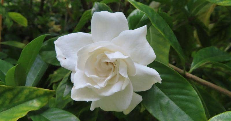 10 Bunga Beraroma Wangi untuk Pengharum Ruangan | Popmama.com