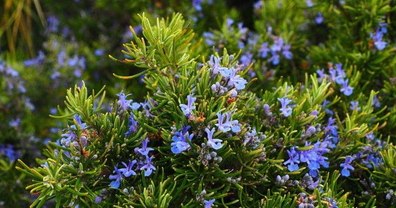 10 Bunga Beraroma Wangi untuk Pengharum Ruangan | Popmama.com