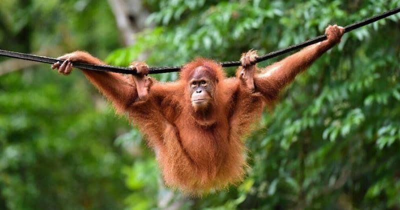 8 Destinasi Wisata Terbaik Pecinta Satwa Liar di Indonesia | Popmama.com