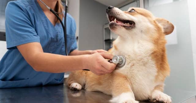 7 Penyebab Anjing Tidak Mau Makan, Salah Satunya Stres | Popmama.com