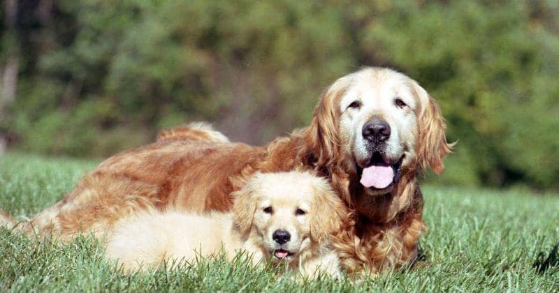 Berapa Lama Anjing Hamil? Tergantung Ras dan Ukuran Tubuhnya | Popmama.com