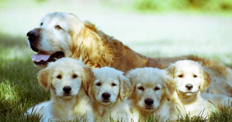 Berapa Lama Anjing Hamil? Tergantung Ras dan Ukuran Tubuhnya | Popmama.com