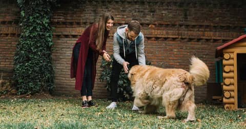 Berapa Lama Anjing Hamil? Tergantung Ras dan Ukuran Tubuhnya | Popmama.com