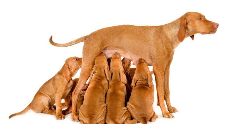 Berapa Lama Anjing Hamil? Tergantung Ras dan Ukuran Tubuhnya | Popmama.com