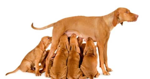 Berapa Lama Anjing Hamil? Tergantung Ras dan Ukuran Tubuhnya | Popmama.com