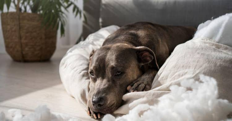 Berapa Lama Anjing Hamil? Tergantung Ras dan Ukuran Tubuhnya | Popmama.com