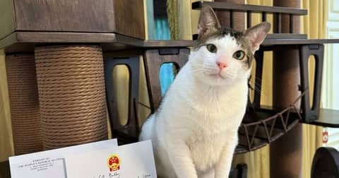 8 Fakta Bobby Kertanegara, Kucing Prabowo yang Viral | Popmama.com