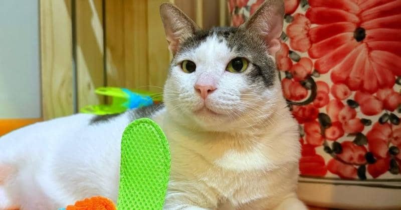 8 Fakta Bobby Kertanegara, Kucing Prabowo yang Viral | Popmama.com