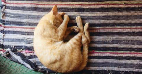 10 Ciri Kucing Stres, Termasuk Sering Mengeong Berlebihan | Popmama.com