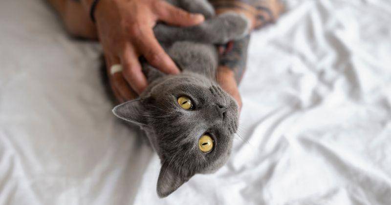 6 Alasan Kucing Suka Memijat | Popmama.com