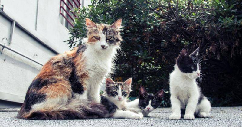 6 Alasan Kucing Suka Memindahkan Anaknya | Popmama.com
