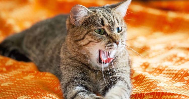 7 Alasan Kucing Suka Melet, Bisa Jadi Ada Masalah Pernapasan | Popmama.com