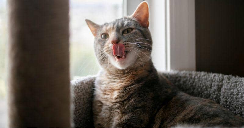 7 Alasan Kucing Suka Melet, Bisa Jadi Ada Masalah Pernapasan | Popmama.com