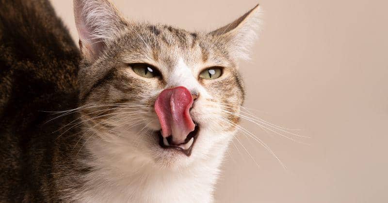 7 Alasan Kucing Suka Melet, Bisa Jadi Ada Masalah Pernapasan | Popmama.com