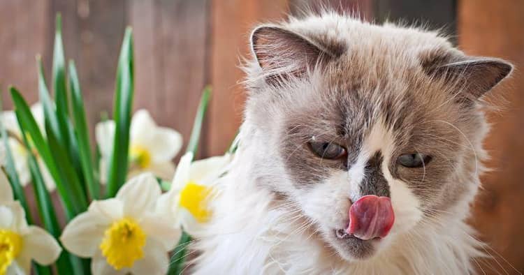 7 Alasan Kucing Suka Melet, Bisa Jadi Ada Masalah Pernapasan | Popmama.com