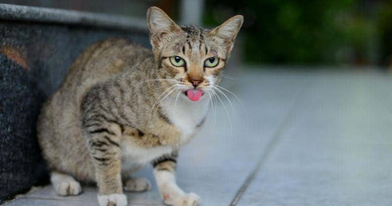 7 Alasan Kucing Suka Melet, Bisa Jadi Ada Masalah Pernapasan | Popmama.com