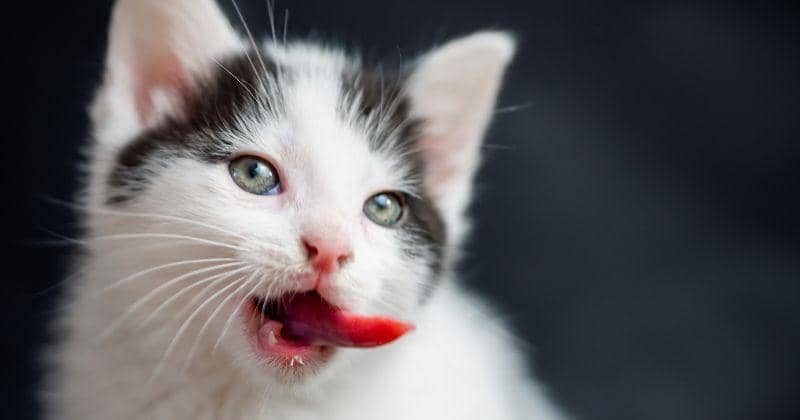 7 Alasan Kucing Suka Melet, Bisa Jadi Ada Masalah Pernapasan | Popmama.com