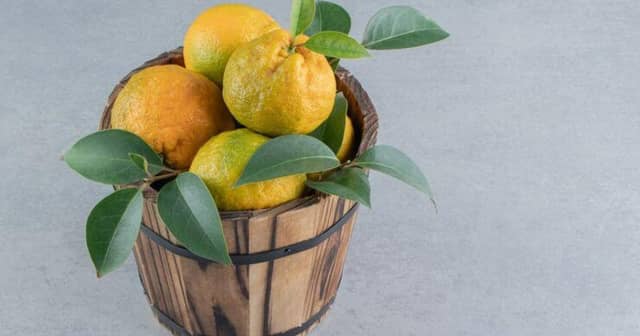 11 Jenis Jeruk Imlek yang Dipercaya Membawa Keberuntungan | Popmama.com