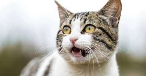 Kenapa Kucing Mengeong Terus? Pemilik Wajib Tahu | Popmama.com