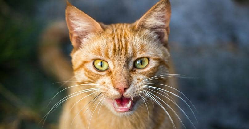 Kenapa Kucing Mengeong Terus? Pemilik Wajib Tahu | Popmama.com