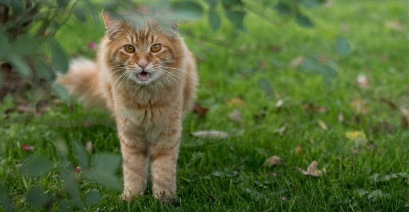 Kenapa Kucing Mengeong Terus? Pemilik Wajib Tahu | Popmama.com