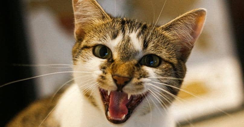 Kenapa Kucing Mengeong Terus? Pemilik Wajib Tahu | Popmama.com