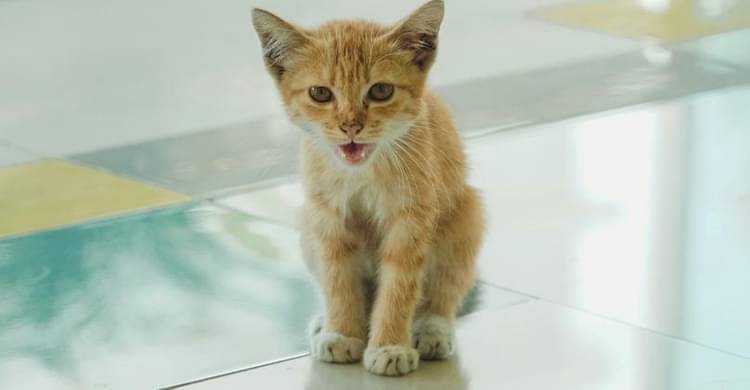 Kenapa Kucing Mengeong Terus? Pemilik Wajib Tahu | Popmama.com