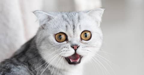 Kenapa Kucing Mengeong Terus? Pemilik Wajib Tahu | Popmama.com