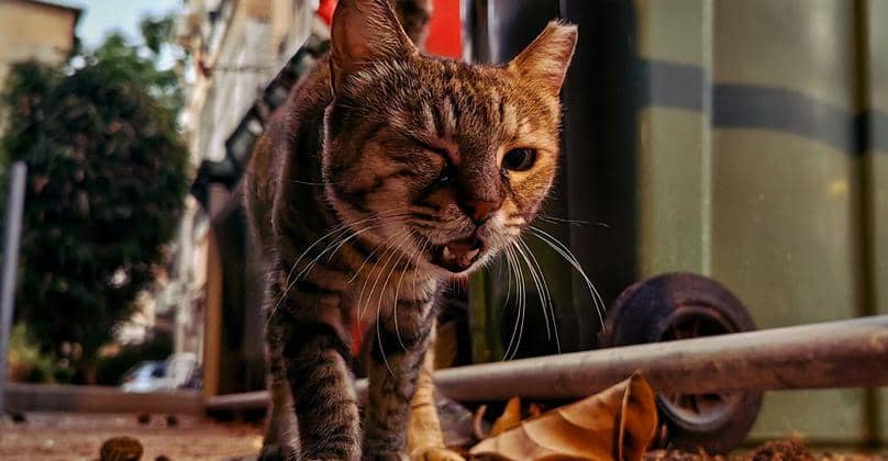 Kenapa Kucing Mengeong Terus? Pemilik Wajib Tahu | Popmama.com