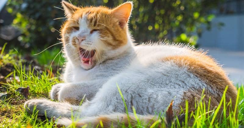 Kenapa Kucing Mengeong Terus? Pemilik Wajib Tahu | Popmama.com