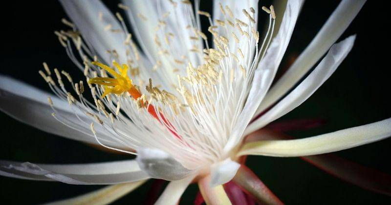 6 Fakta Bunga Wijaya Kusuma yang Jarang Diketahui | Popmama.com