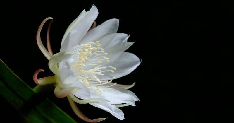 6 Fakta Bunga Wijaya Kusuma yang Jarang Diketahui | Popmama.com