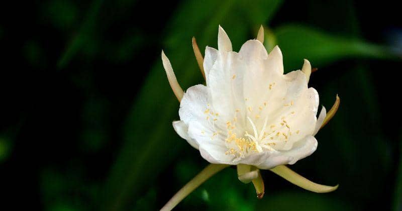 6 Fakta Bunga Wijaya Kusuma yang Jarang Diketahui | Popmama.com