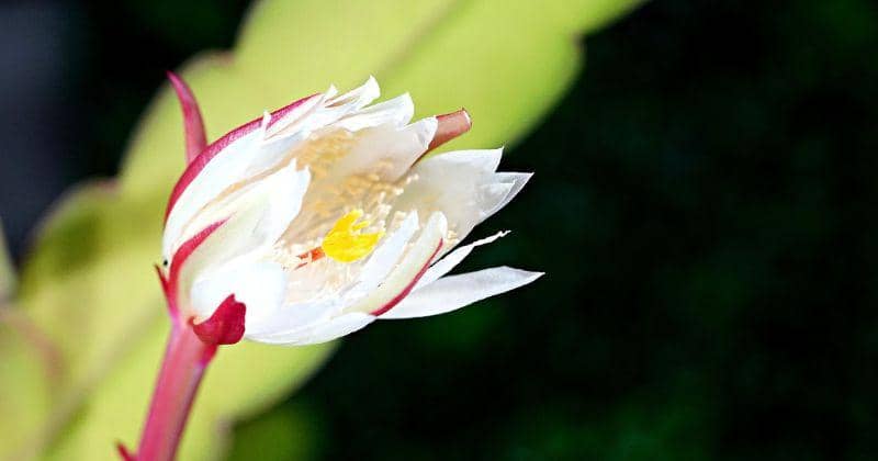6 Fakta Bunga Wijaya Kusuma yang Jarang Diketahui | Popmama.com