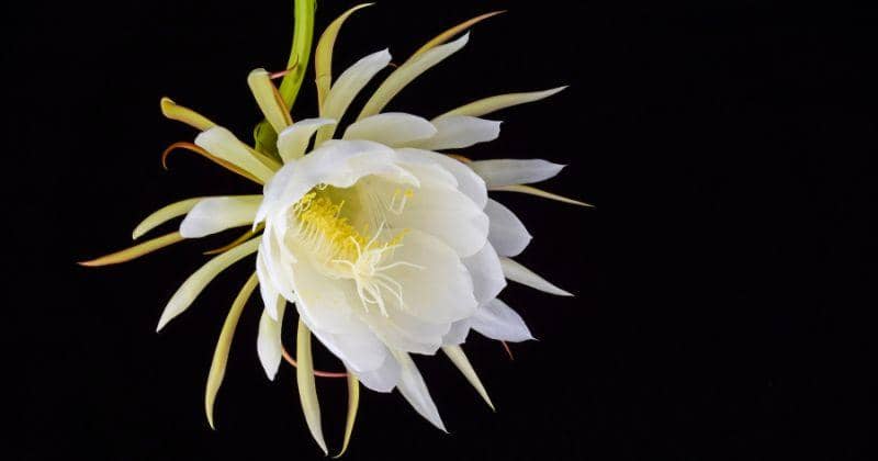 6 Fakta Bunga Wijaya Kusuma yang Jarang Diketahui | Popmama.com