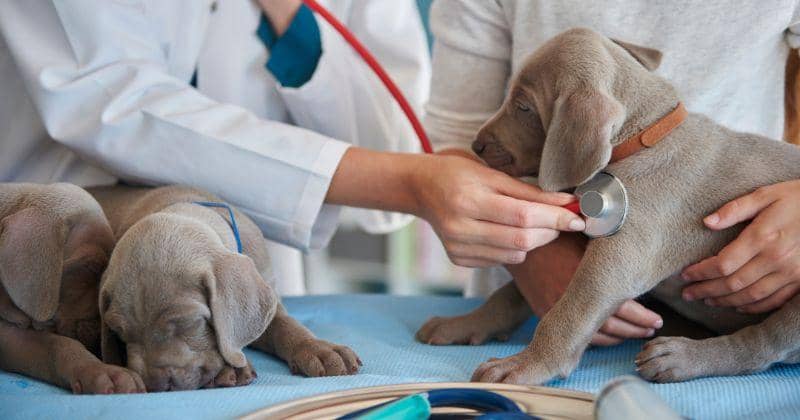 12 Klinik Hewan Terdekat di Semarang, Banyak Fasilitas | Popmama.com