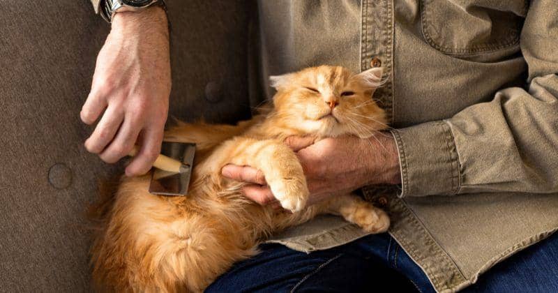 7 Cara Mengatasi Kucing Ketakutan, Pendekatan Positif | Popmama.com