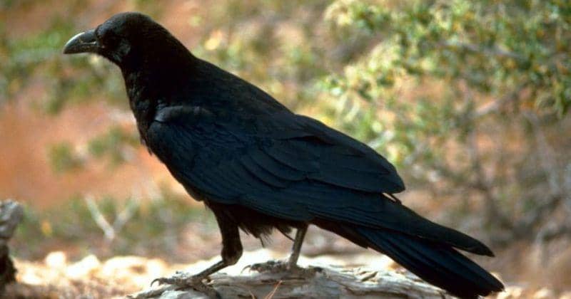 10 Hewan Paling Pintar di Dunia, Salah Satunya Orang Utan | Popmama.com