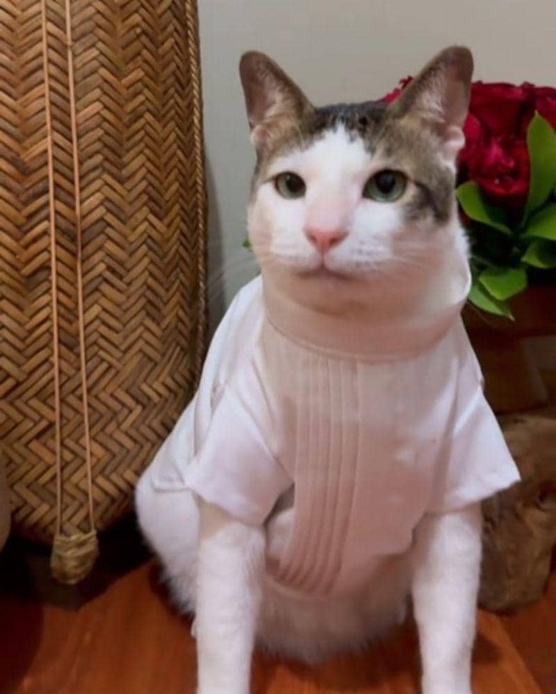 Bobby Kucing Prabowo Pakai Baju Koko pada Lebaran 2025 | Popmama.com