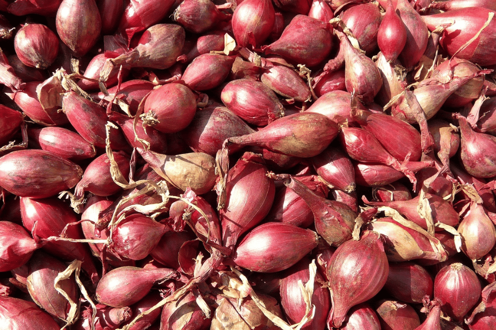 9 Sisa Tanaman Sayur yang Bisa Ditanam Ulang | Popmama.com