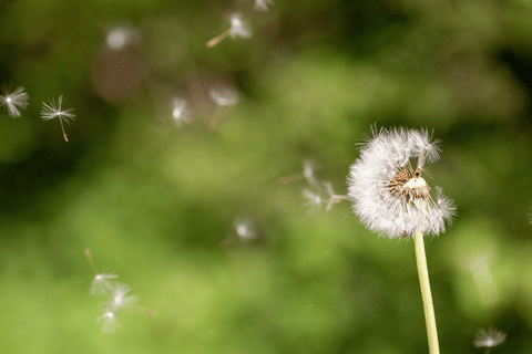 6 Bunga yang Melambangkan Kesedihan, Cara Mengekspresikan Duka ...